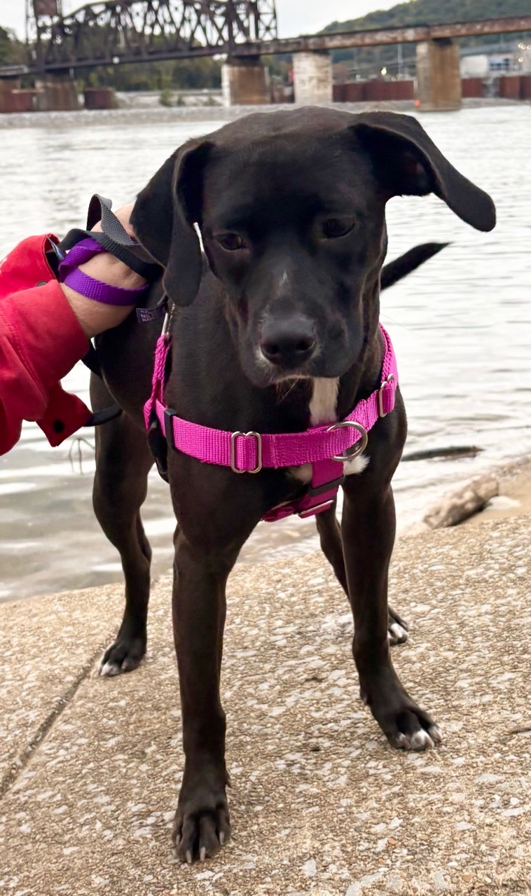 Pet of the Week: Letti Spaghetti - WDEF